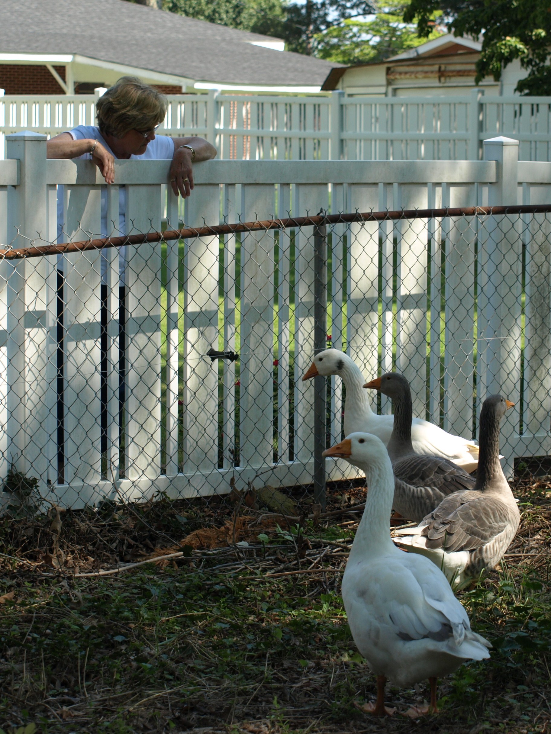 Conversations over the fence – Life on the Farmlet