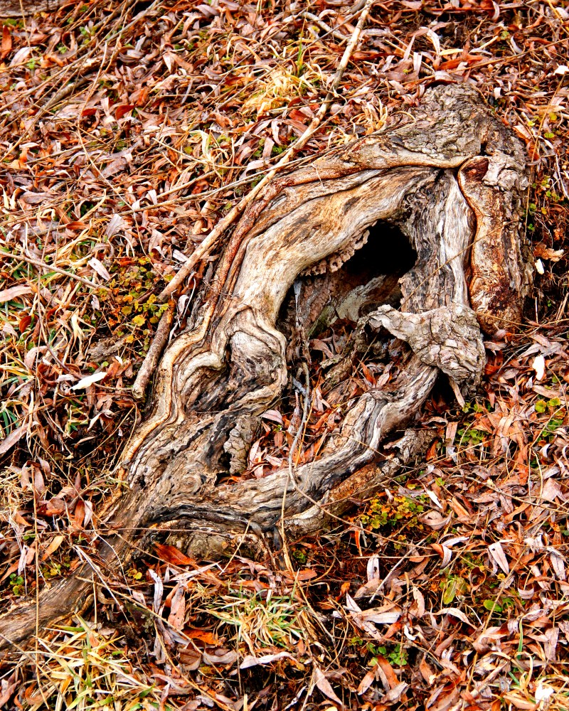 Der Schlund des Grauens – Life on the Farmlet